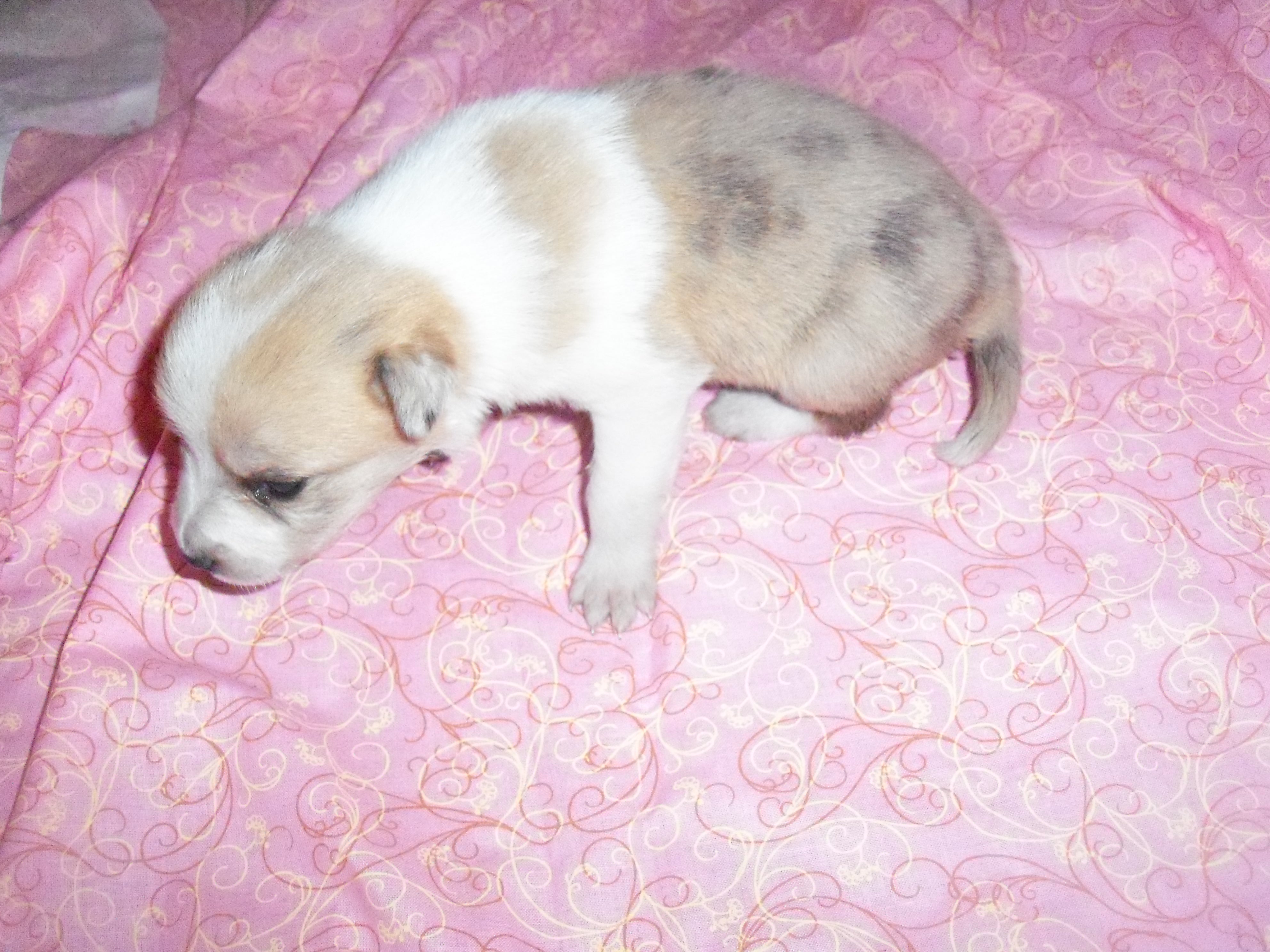 Paisley - Border Collie Puppies For Sale From J-Tail Border ...